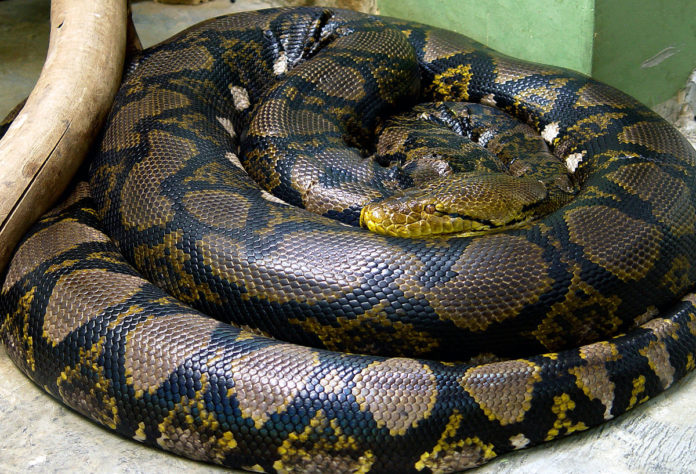 Burundi : le "Musée vivant" de Bujumbura relâche 13 pythons dans le ...